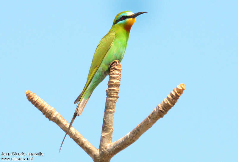 MAVİ YANAKLI ARI KUŞU-Merops persicus – TARİHİ YARIMADA – SURİÇİ